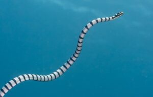 7 Dangerous Sea Snakes To Stay Away From - WhatDeWhat