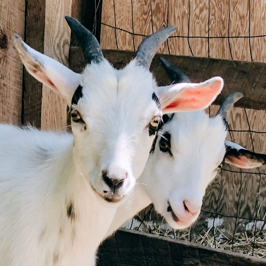 Polycephaly: 10 Double-Headed Animals To See - WhatDeWhat