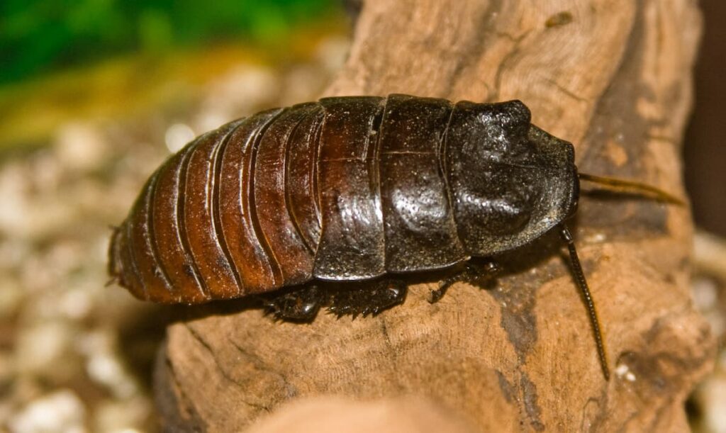 4 Largest Cockroach Species That You Might Want To See - WhatDeWhat