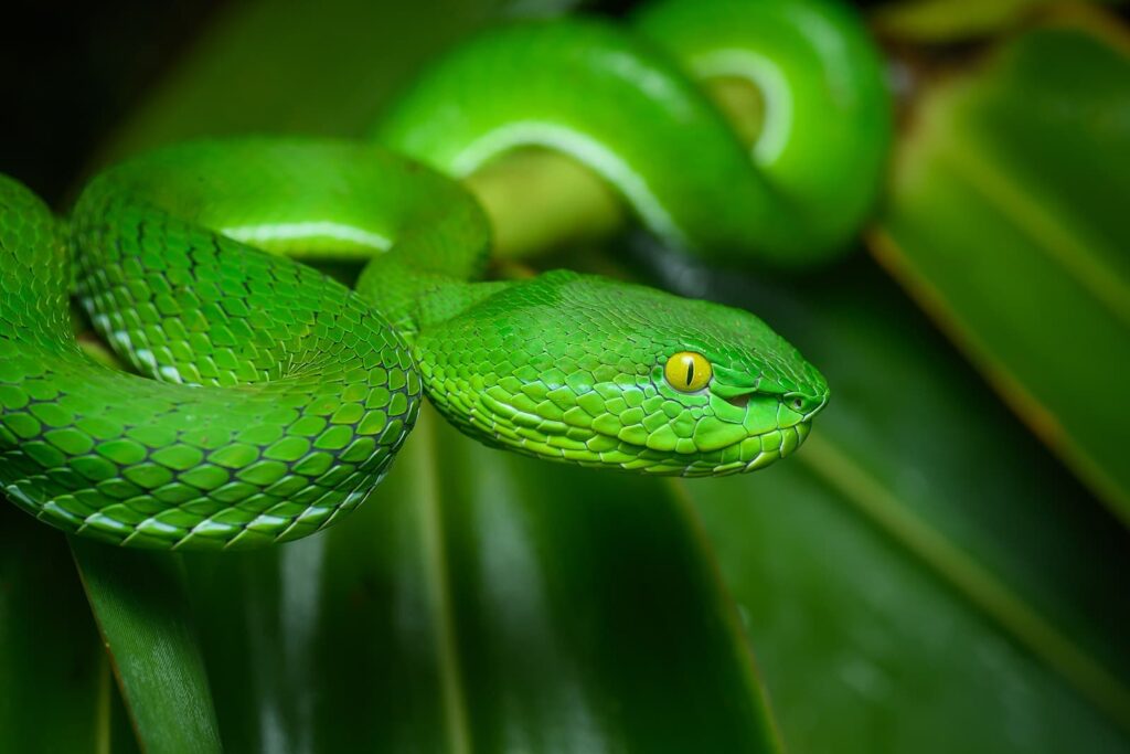 15 Extremely Dangerous Snakes That You Should Know - WhatDeWhat