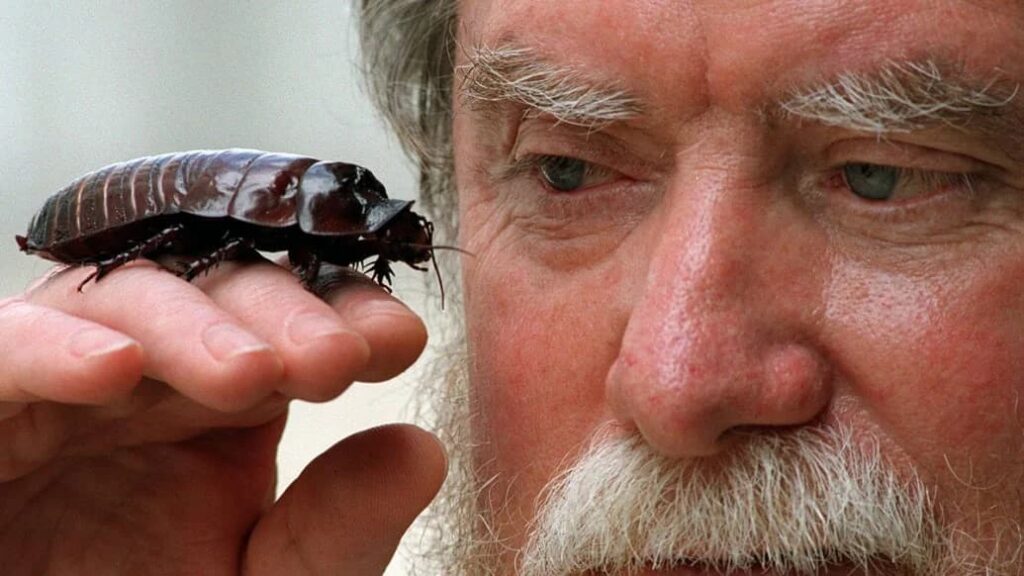 4 Largest Cockroach Species That You Might Want To See - WhatDeWhat