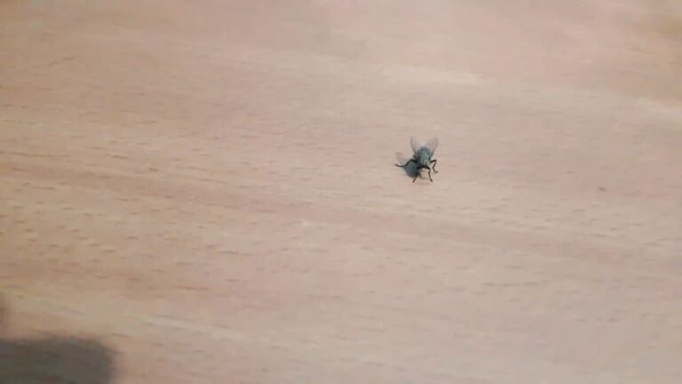 7 Headless Animals That Continue To Live - WhatDeWhat