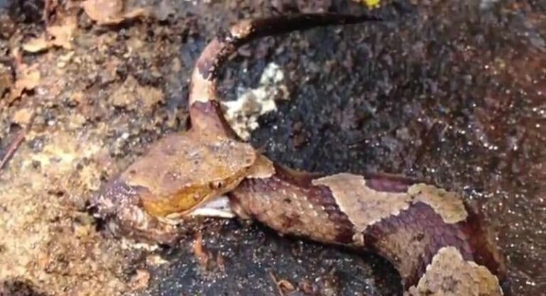 7 Headless Animals That Continue To Live - WhatDeWhat