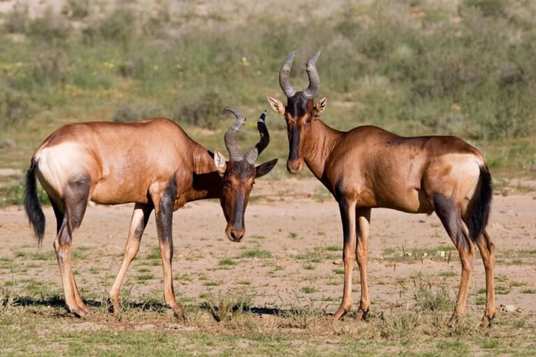 15 Animals That Are Hunted To Extinction By Humans - WhatDeWhat