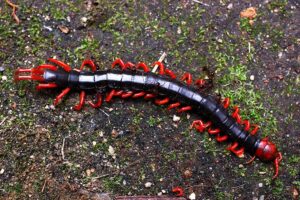 10 Most Dangerous Centipedes You Should Stay Away From - WhatDeWhat