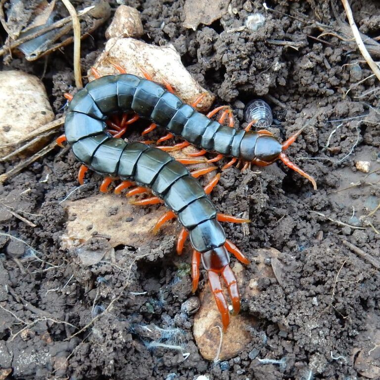 10 Most Dangerous Centipedes You Should Stay Away From - WhatDeWhat