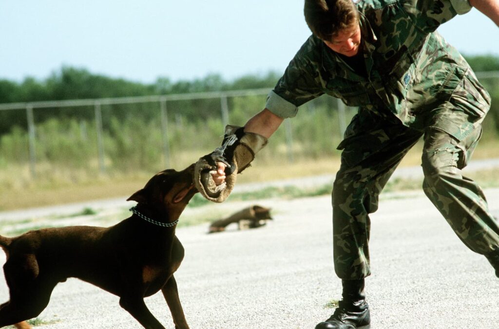 10 Best Police Dog Breeds From Around The World - WhatDeWhat