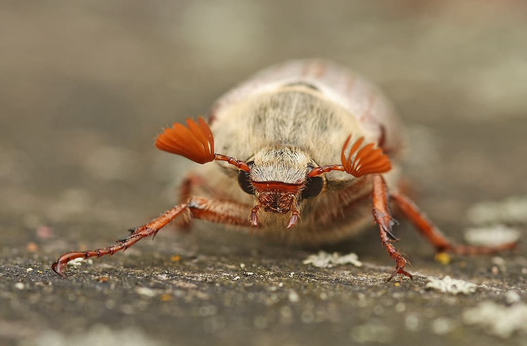 10 Funny Animals With Weird Names WhatDeWhat