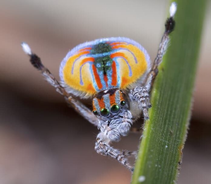 10 Funny Animals With Weird Names WhatDeWhat