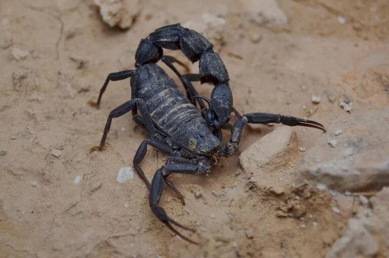 8 World’s Most Venomous Scorpions That Could Kill You - WhatDeWhat