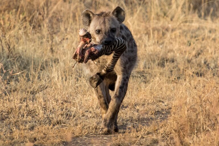 Carrion Eaters: 4 Animals/Scavengers That Eat Corpses - WhatDeWhat