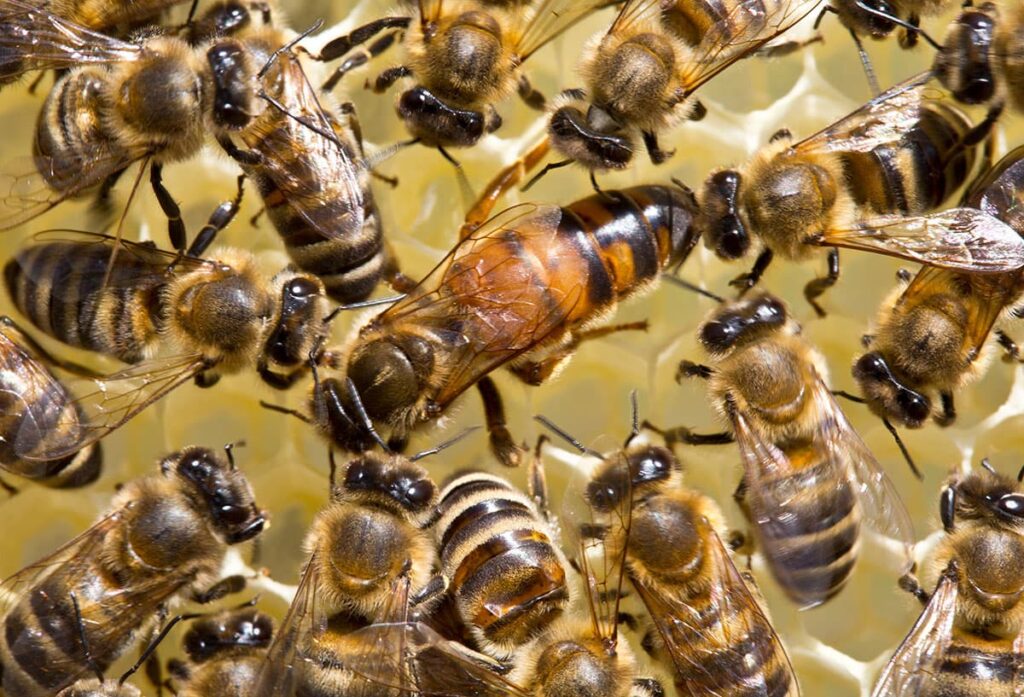 Queen Bee Facts: 5 Things To Know About Queen Bees - WhatDeWhat