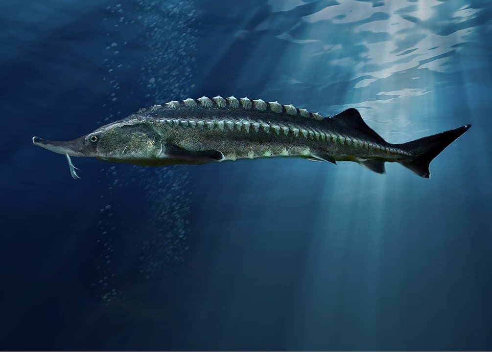10 Prehistoric-Looking Animals Part II - WhatDeWhat