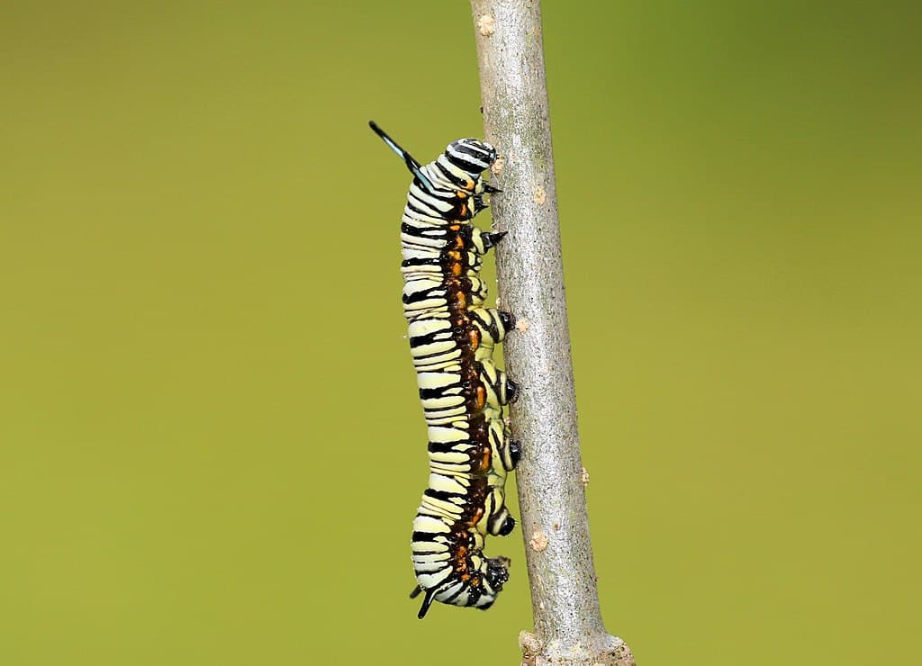 Leggie Creatures: Animals With The Most Legs - WhatDeWhat