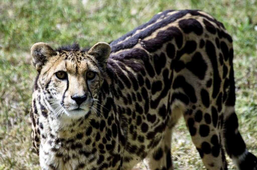 King Cheetahs: South Africa’s Rarest Cats - WhatDeWhat