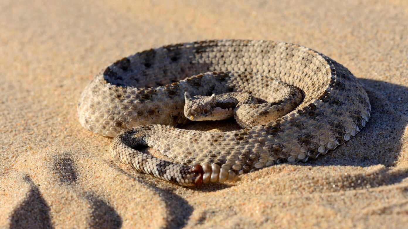 Swift Crawlers: 5 Fastest Land Snakes In The World - WhatDeWhat