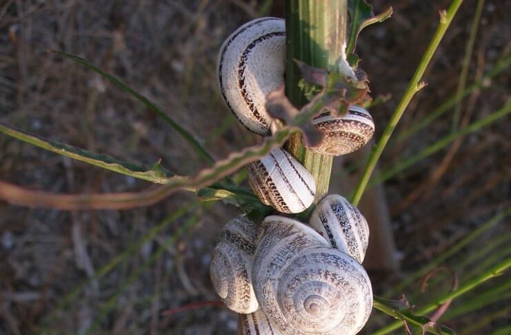 Estivation: 7 Animals That Sleep Through Summer - WhatDeWhat