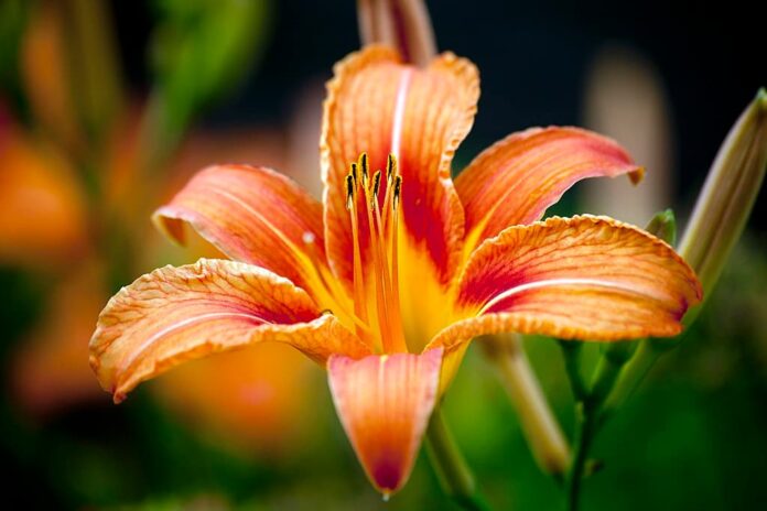 Active Pyrophytes: 3 Plants That Encourage Wildfire - WhatDeWhat