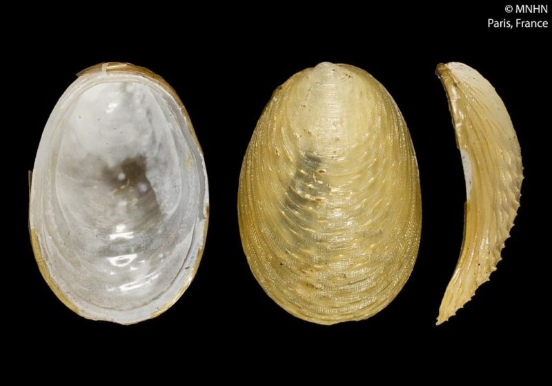 Shellfish Types: 2 Main Kinds Of Shellfish - WhatDeWhat