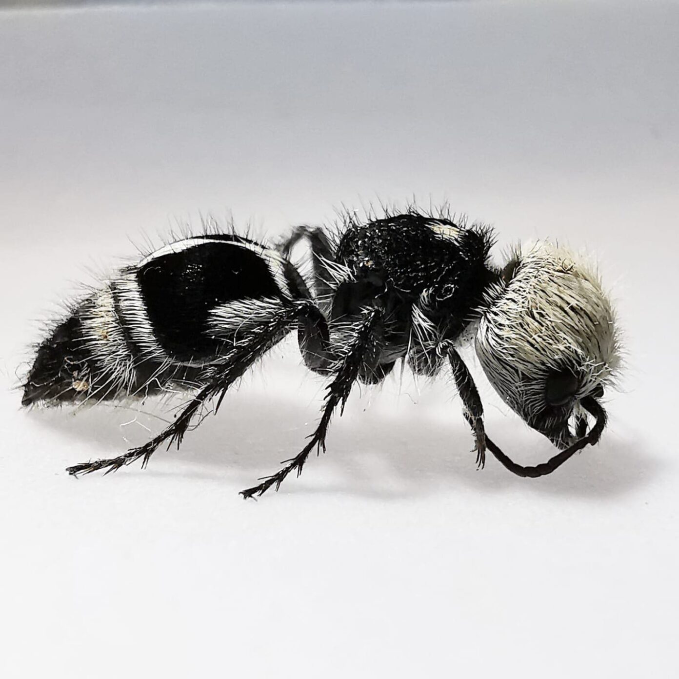 Panda Ant: The Dangerous Insect With Extremely Painful Stings - WhatDeWhat