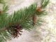 Active Pyrophytes: 3 Plants That Encourage Wildfire - WhatDeWhat