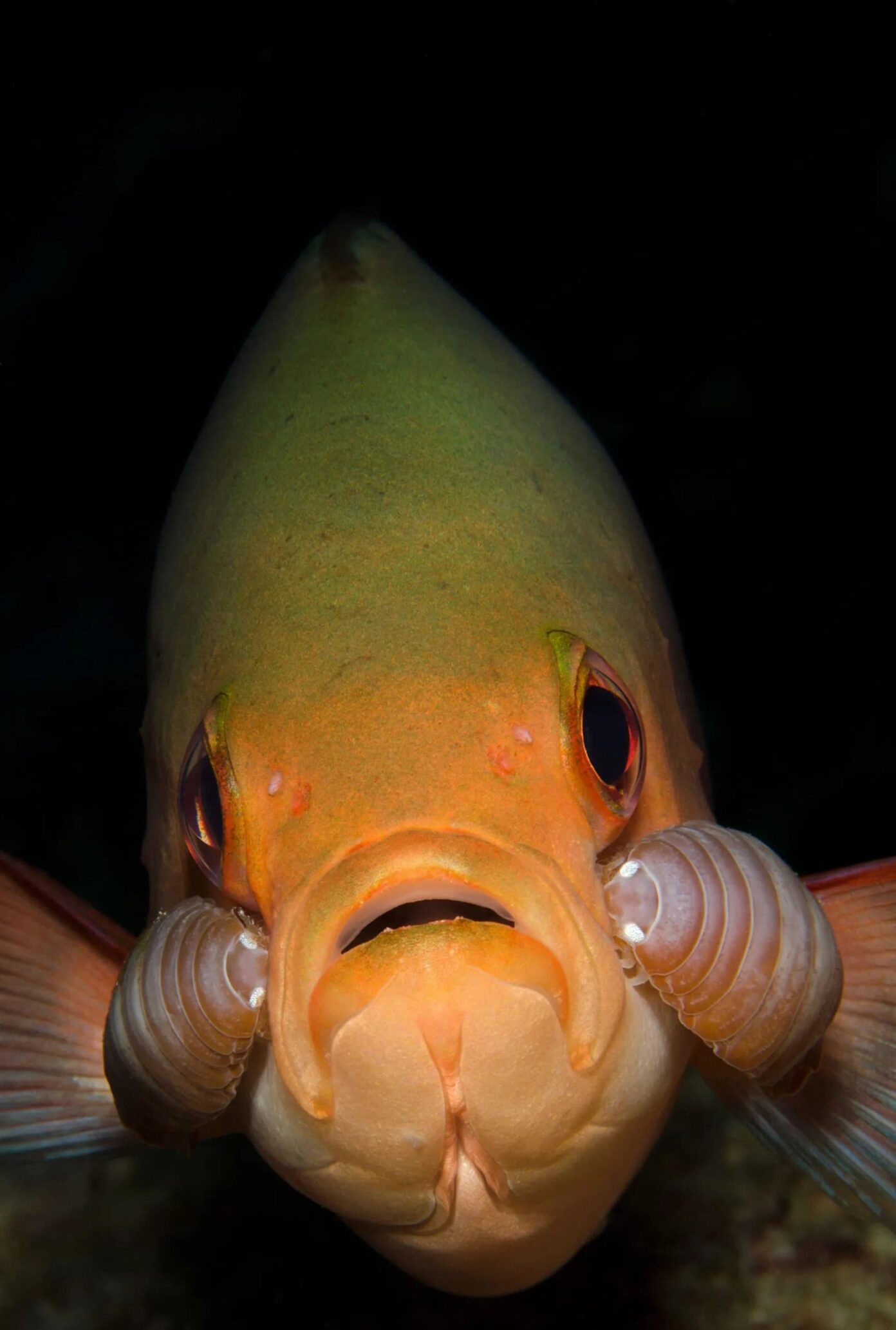 Tongue Eating Louse: The Bizarre Fish Parasite - WhatDeWhat