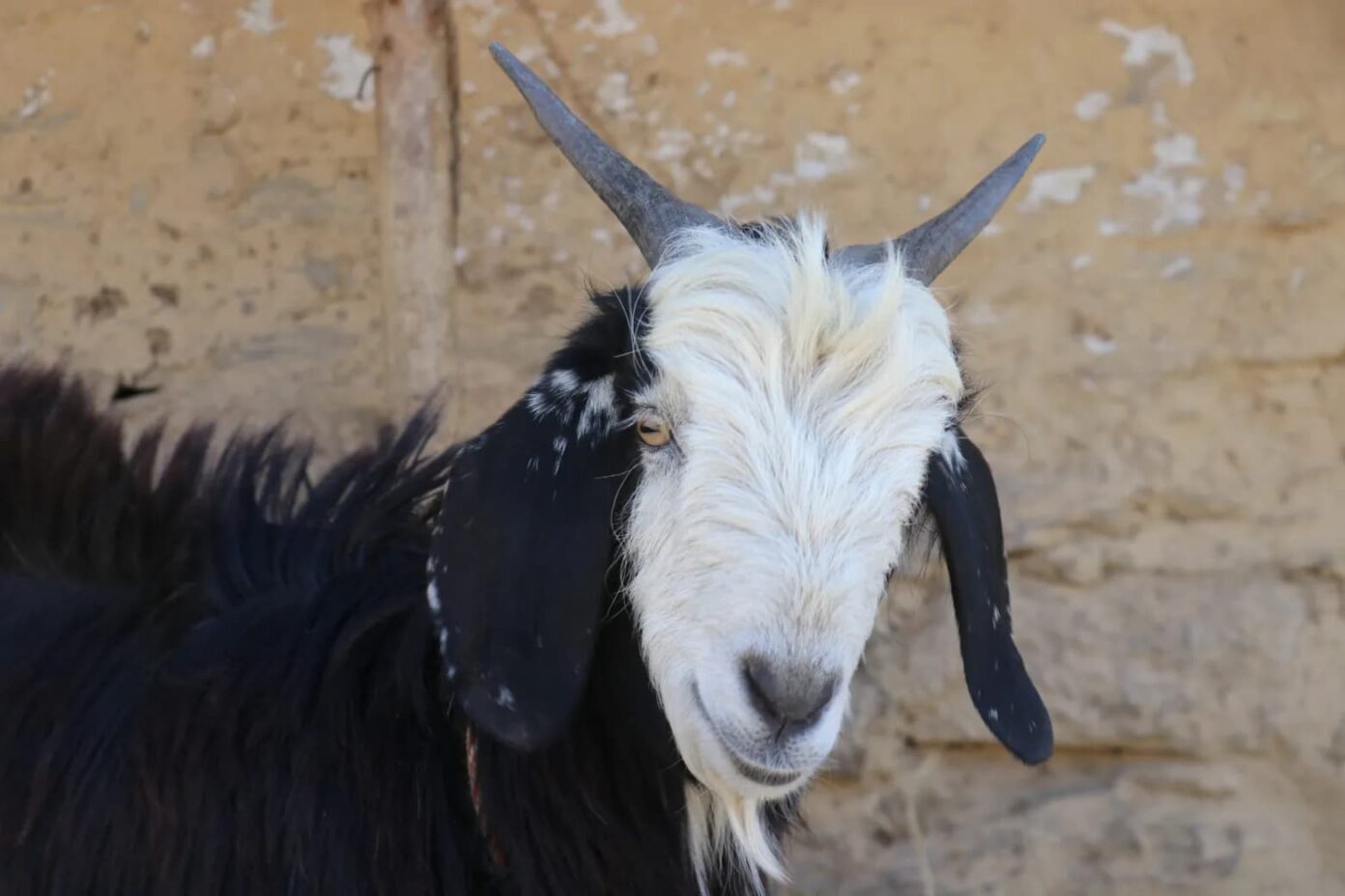 Unique Vision: 4 Animals With Rectangular Pupils - WhatDeWhat