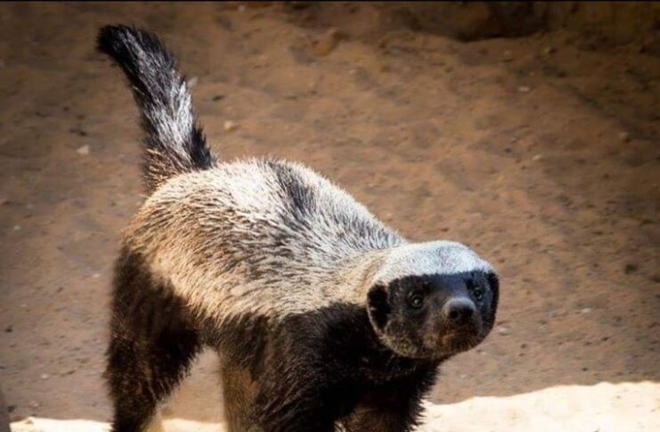 Honey Badger: A Fearsome Predator That Can Kill Humans - WhatDeWhat