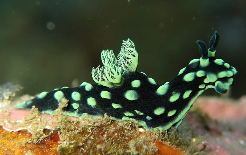 Beautiful Marine Gastropods: 10 Colorful Sea Slugs - WhatDeWhat