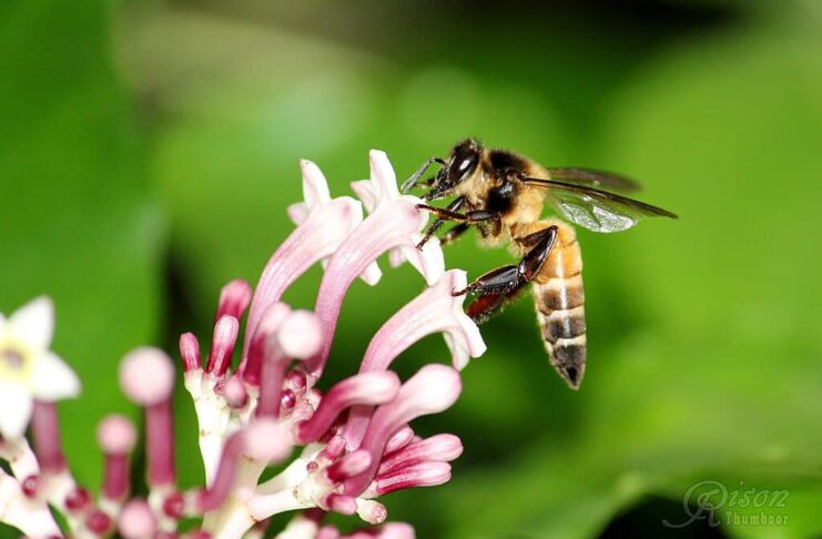 Big Pollinators: 10 Largest Bees Around The World - WhatDeWhat
