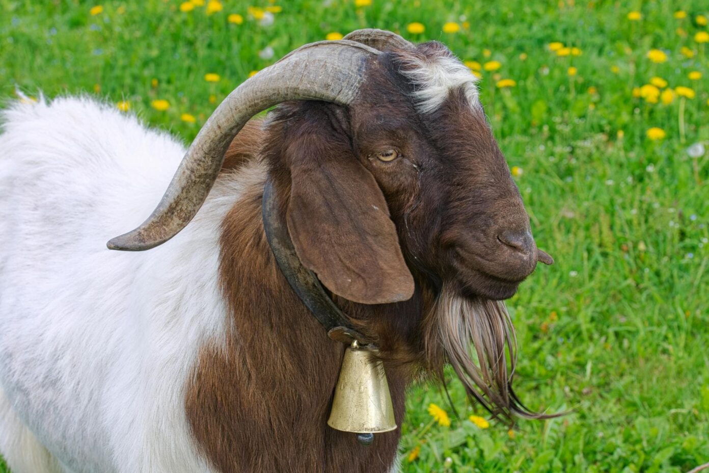 Domestic Livestock: 10 Large Goat Breeds - WhatDeWhat