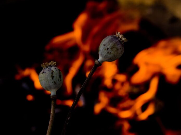 Active Pyrophytes: 3 Plants That Encourage Wildfire - WhatDeWhat