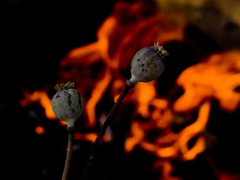 Active Pyrophytes: 3 Plants That Encourage Wildfire - WhatDeWhat