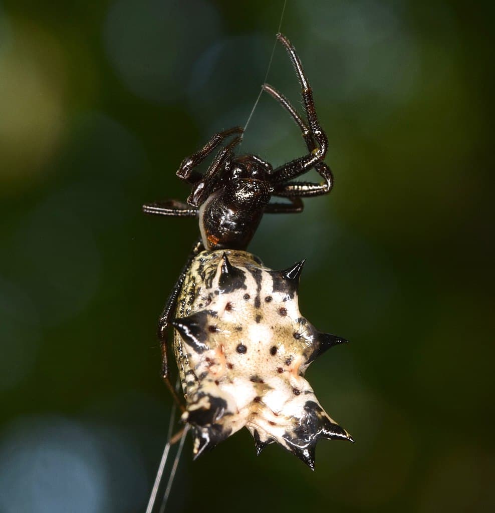 7 Unique Spiny Orb Weaver Spiders - WhatDeWhat