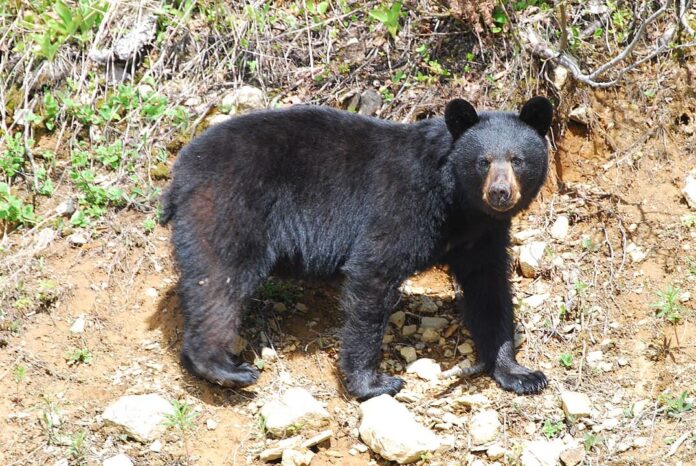 15 American Black Bear Subspecies - WhatDeWhat