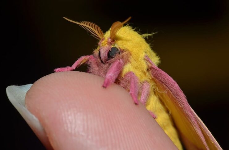 12 Beautiful Moths With Gorgeous Appearance - WhatDeWhat