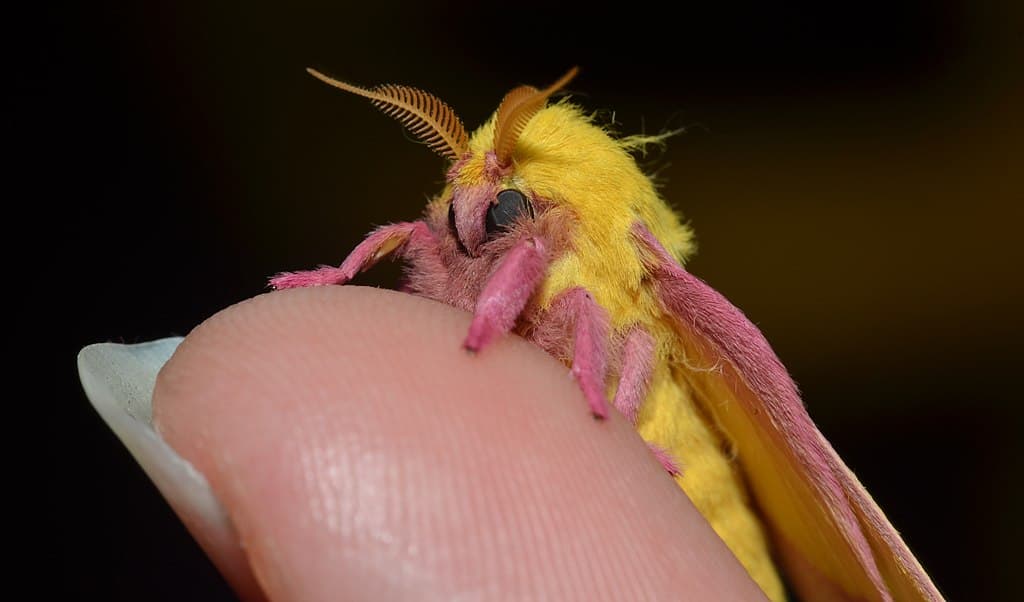 12 Beautiful Moths With Gorgeous Appearance - WhatDeWhat