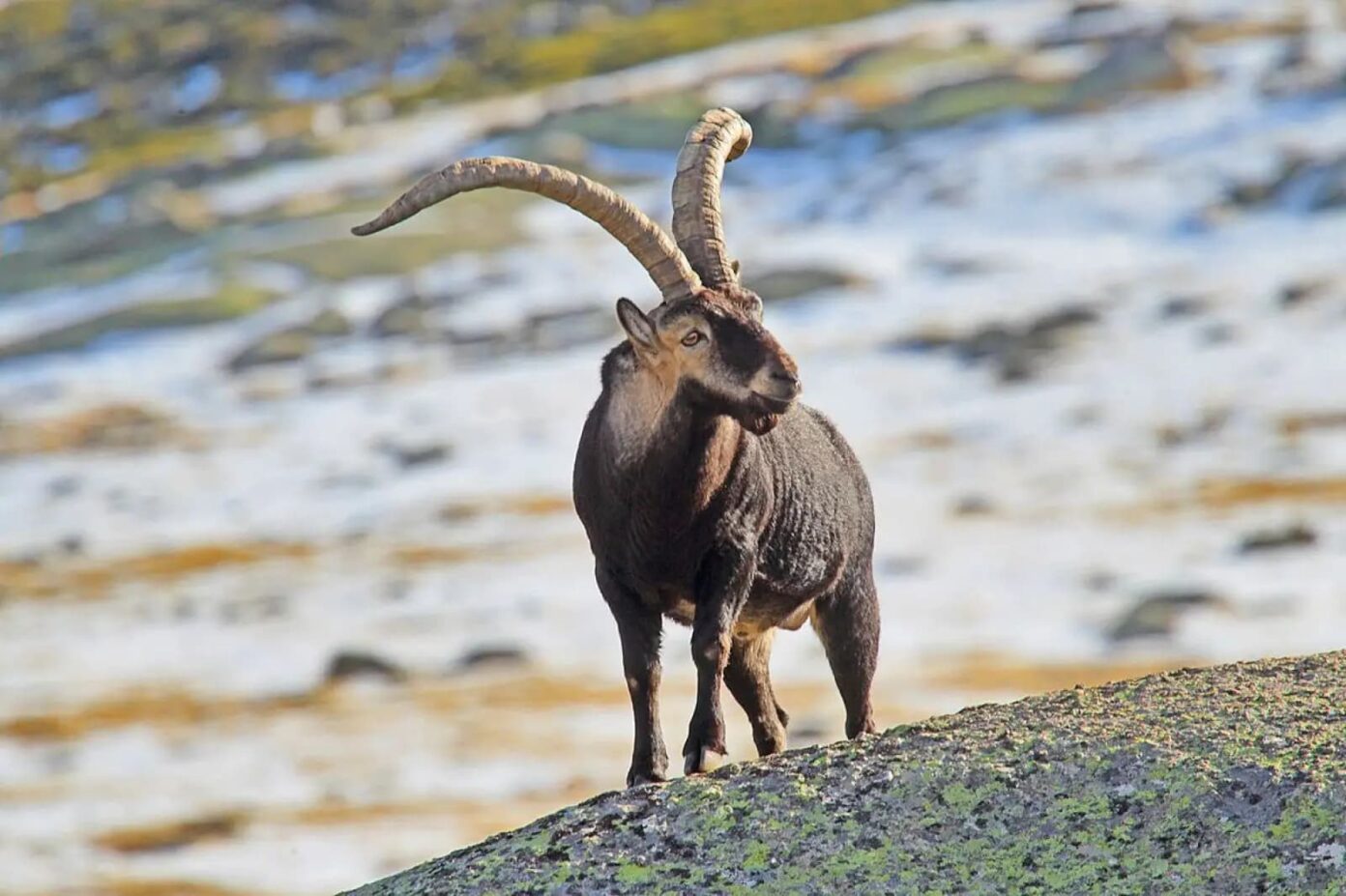 Wild Goat Species Around The World - WhatDeWhat