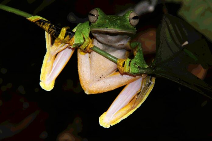 Wallace’s Flying Frog: The Fancy Amphibian - WhatDeWhat