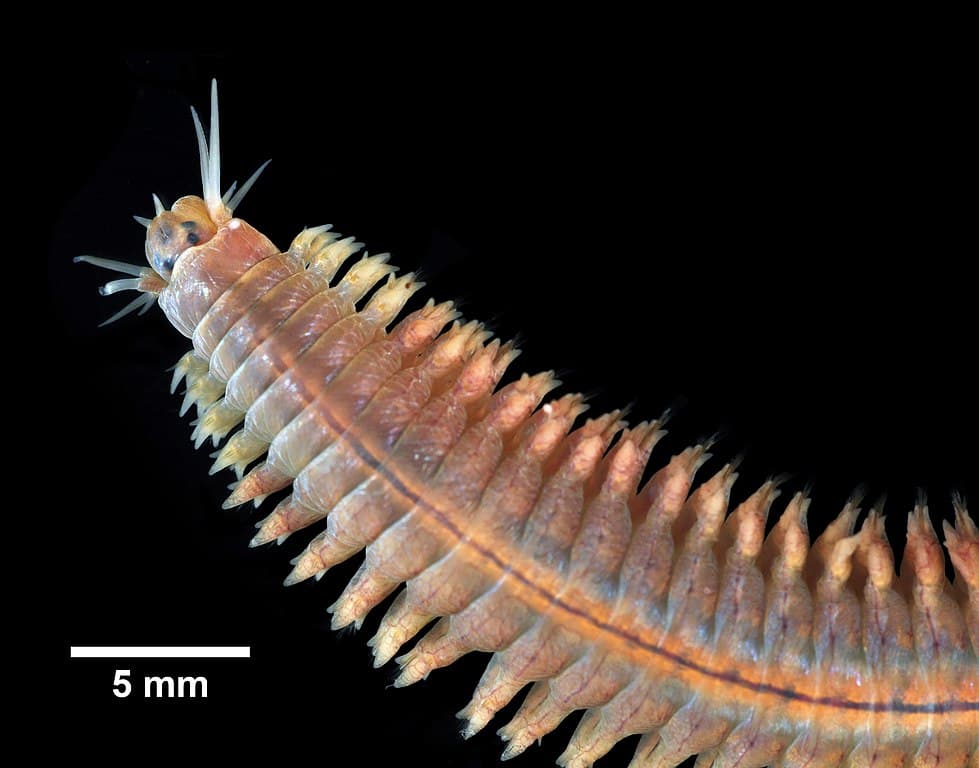 4 Strange-Looking Bristle Worm Species - WhatDeWhat