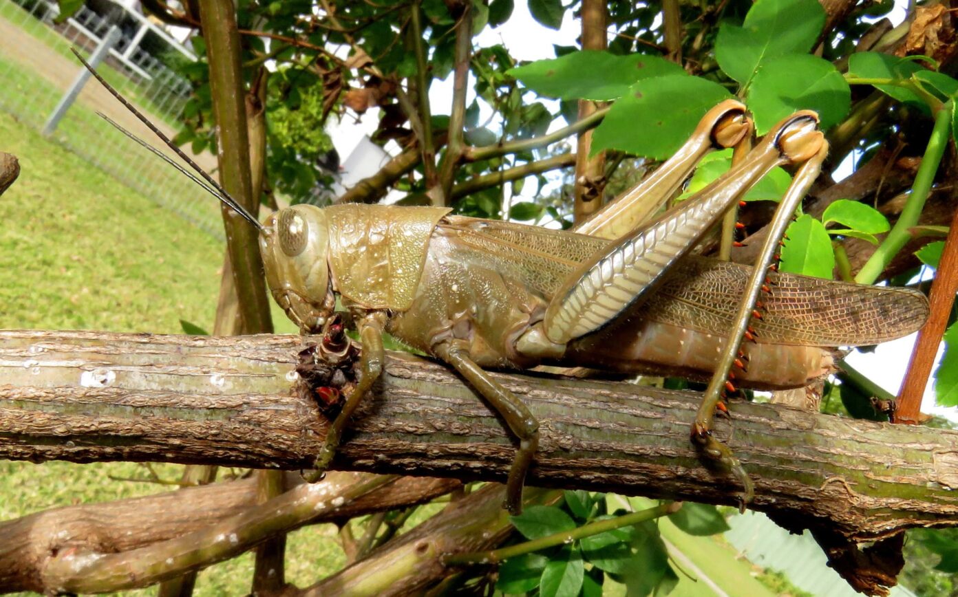Megabugs: 10 Largest Insects In The World - WhatDeWhat