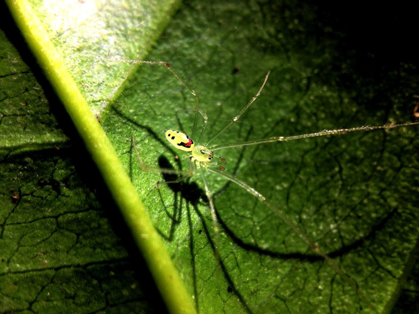 Happy Face Spider: The Cute Hawaiian Native - WhatDeWhat