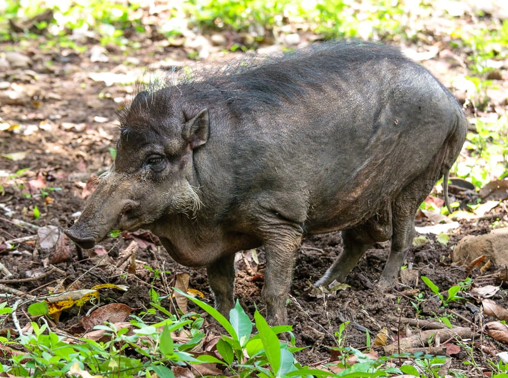 17 Wild Pig Species Around The World - WhatDeWhat