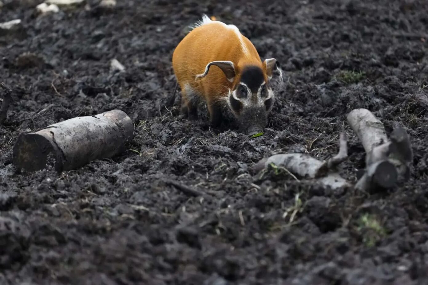 17 Wild Pig Species Around The World - WhatDeWhat