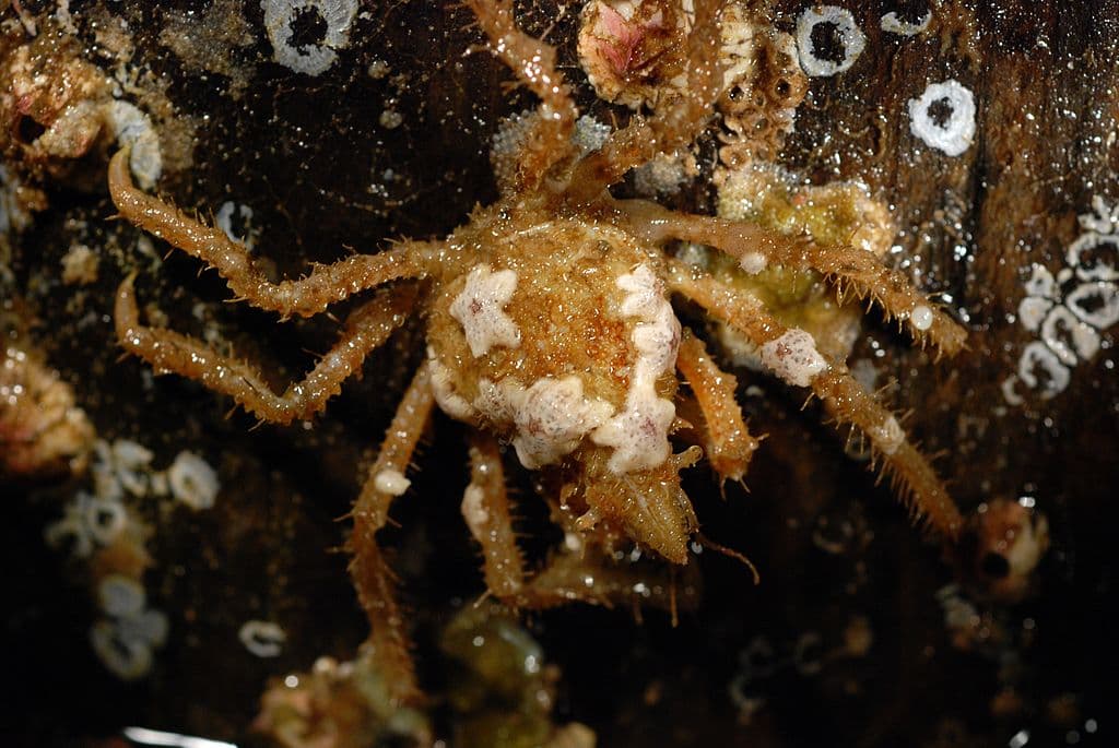 Decorator Crabs: 8 Decapods With Stunning Camouflage - WhatDeWhat