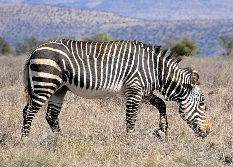 3 Zebra Species You Probably Don’t Know - WhatDeWhat