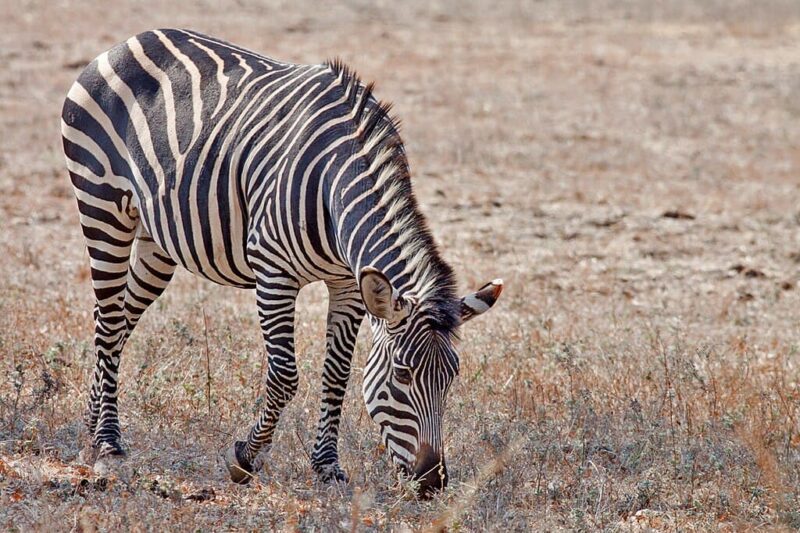 3 Zebra Species You Probably Don’t Know - WhatDeWhat