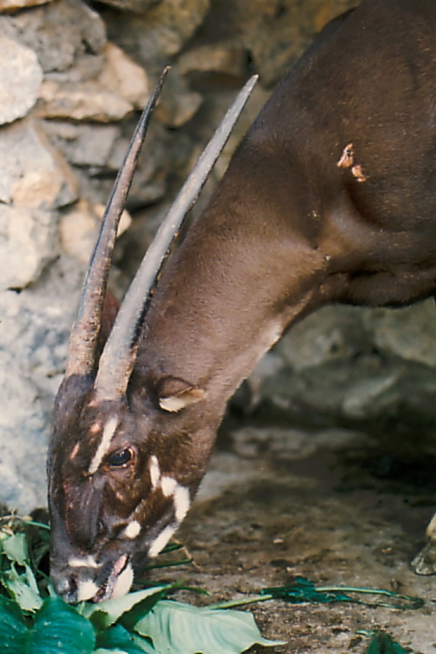 Saola: The Asian Unicorn - WhatDeWhat