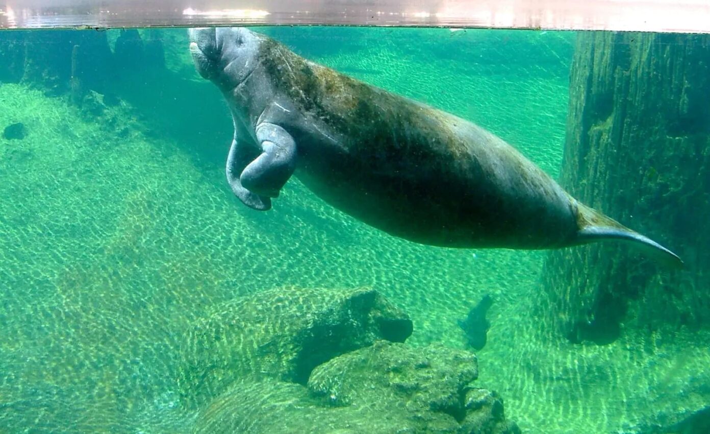 Sea Cow: 3 Manatee Species - WhatDeWhat