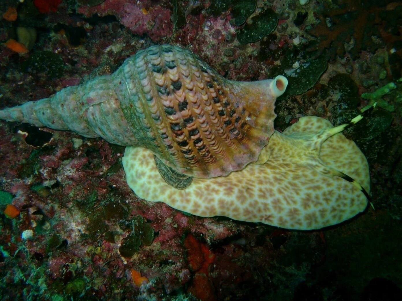 Big Mollusks: 13 Largest Snail Species - WhatDeWhat